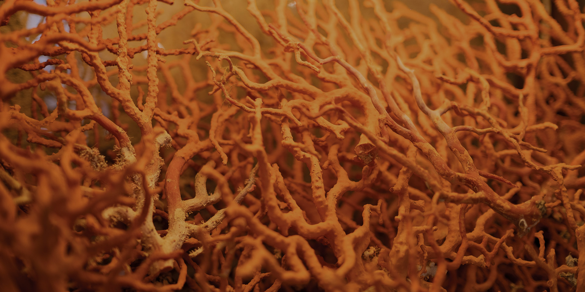 La Corallina – Corallium Rubrum